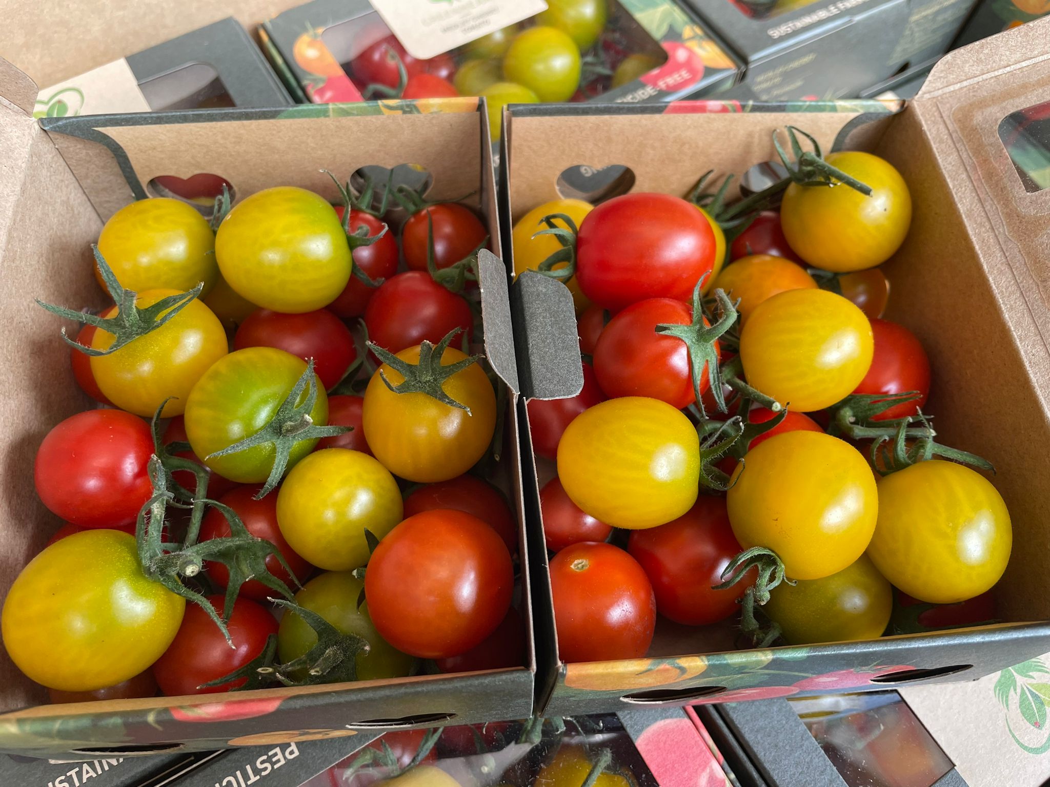 GreenHeart Red & Yellow Cherry Tomato Medly (Pesticide-Free)(Malaysia ...
